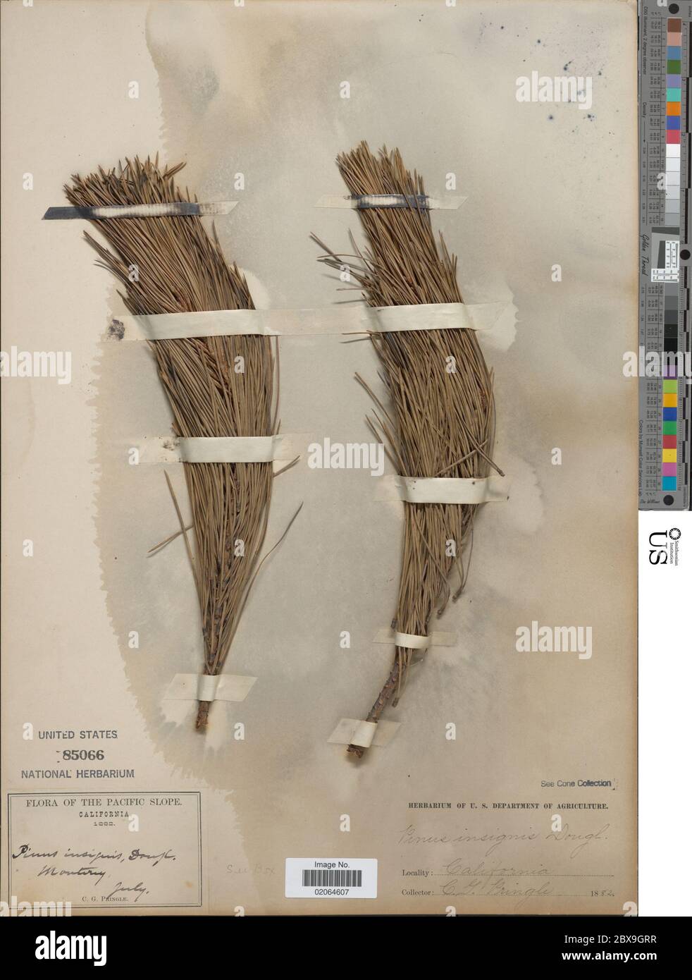 Pinus radiata Pinus radiata Stock Photo - Alamy