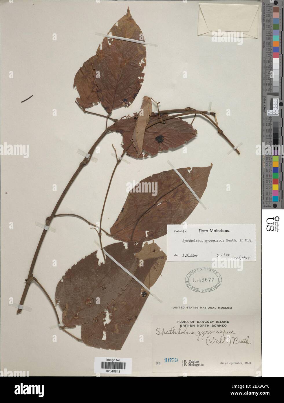 Spatholobus hi-res stock photography and images - Alamy