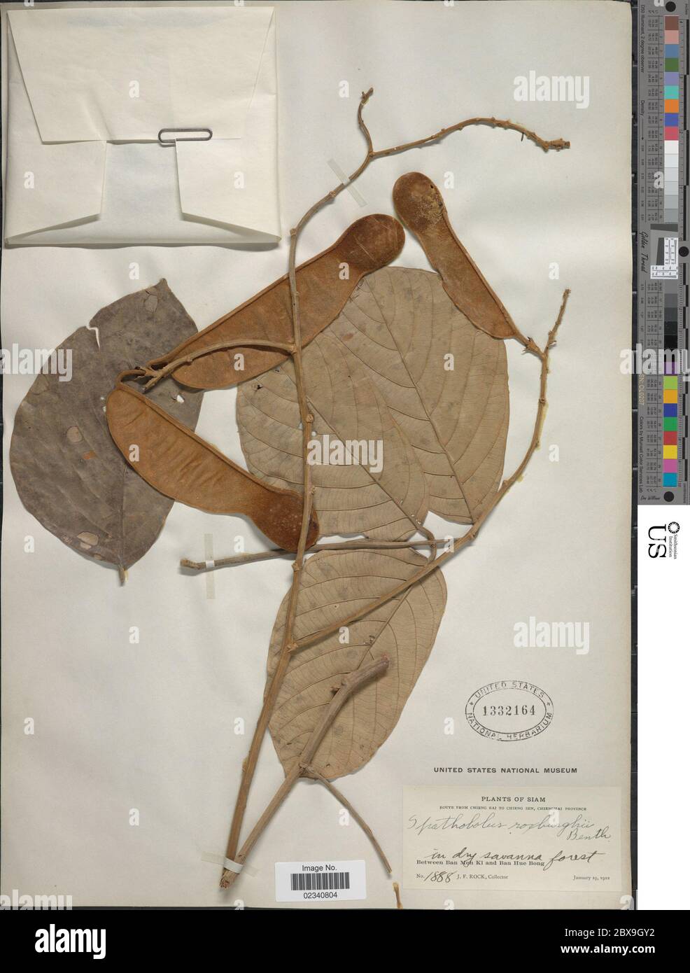 Spatholobus hi-res stock photography and images - Alamy