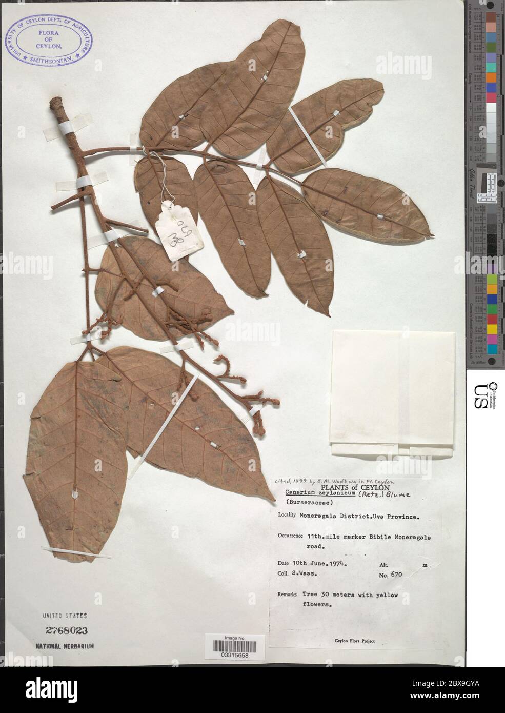 Canarium zeylanicum Canarium zeylanicum Stock Photo - Alamy