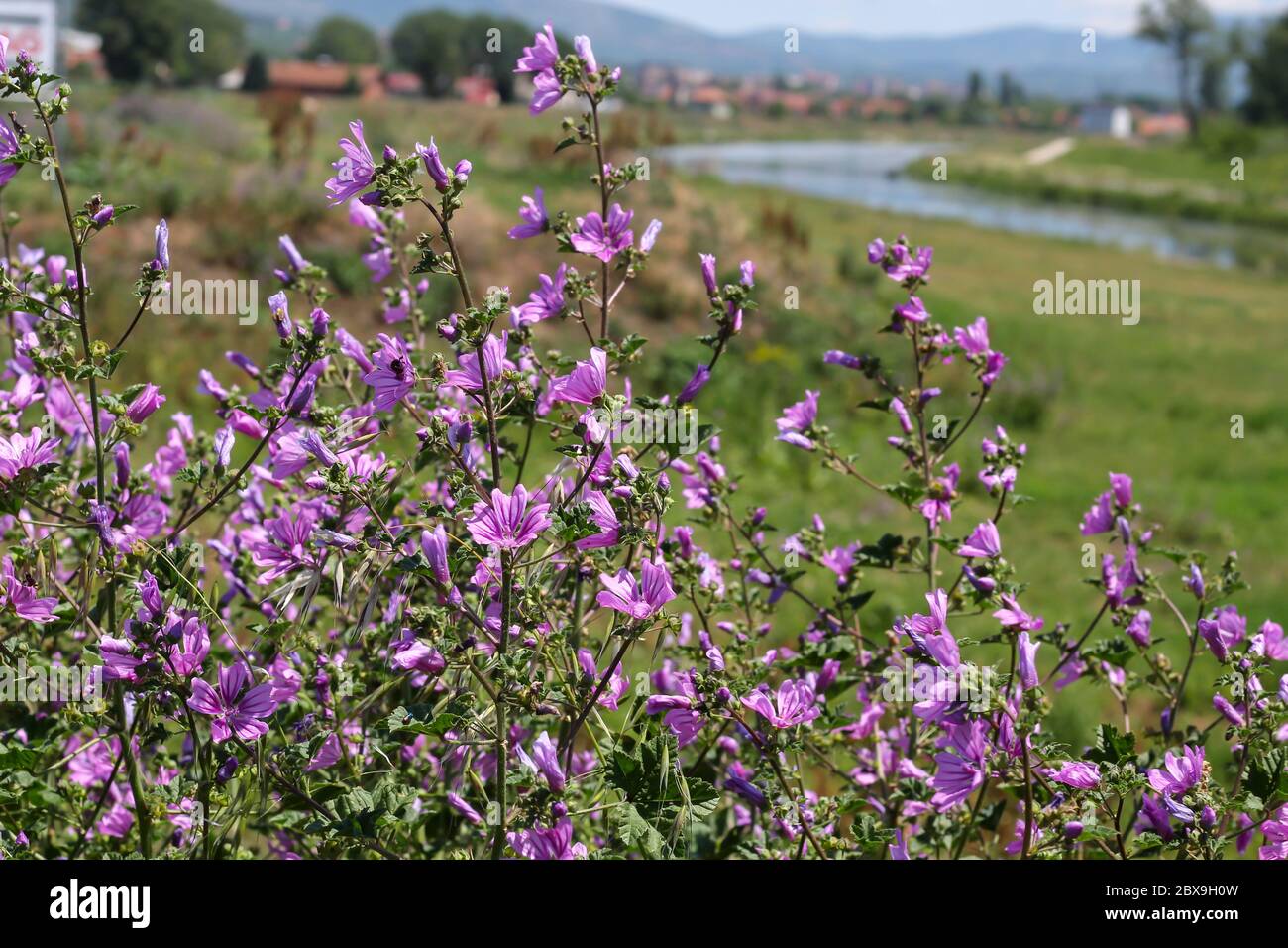 Purple Wild Flowers Close Up With River, Settlement and Mountains in ...