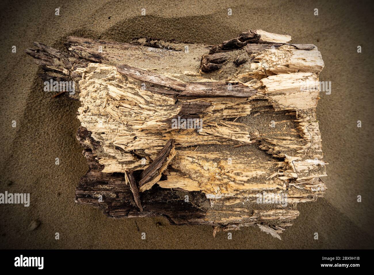 Close-up of a driftwood (piece of wood) on the shore of a sea beach ...