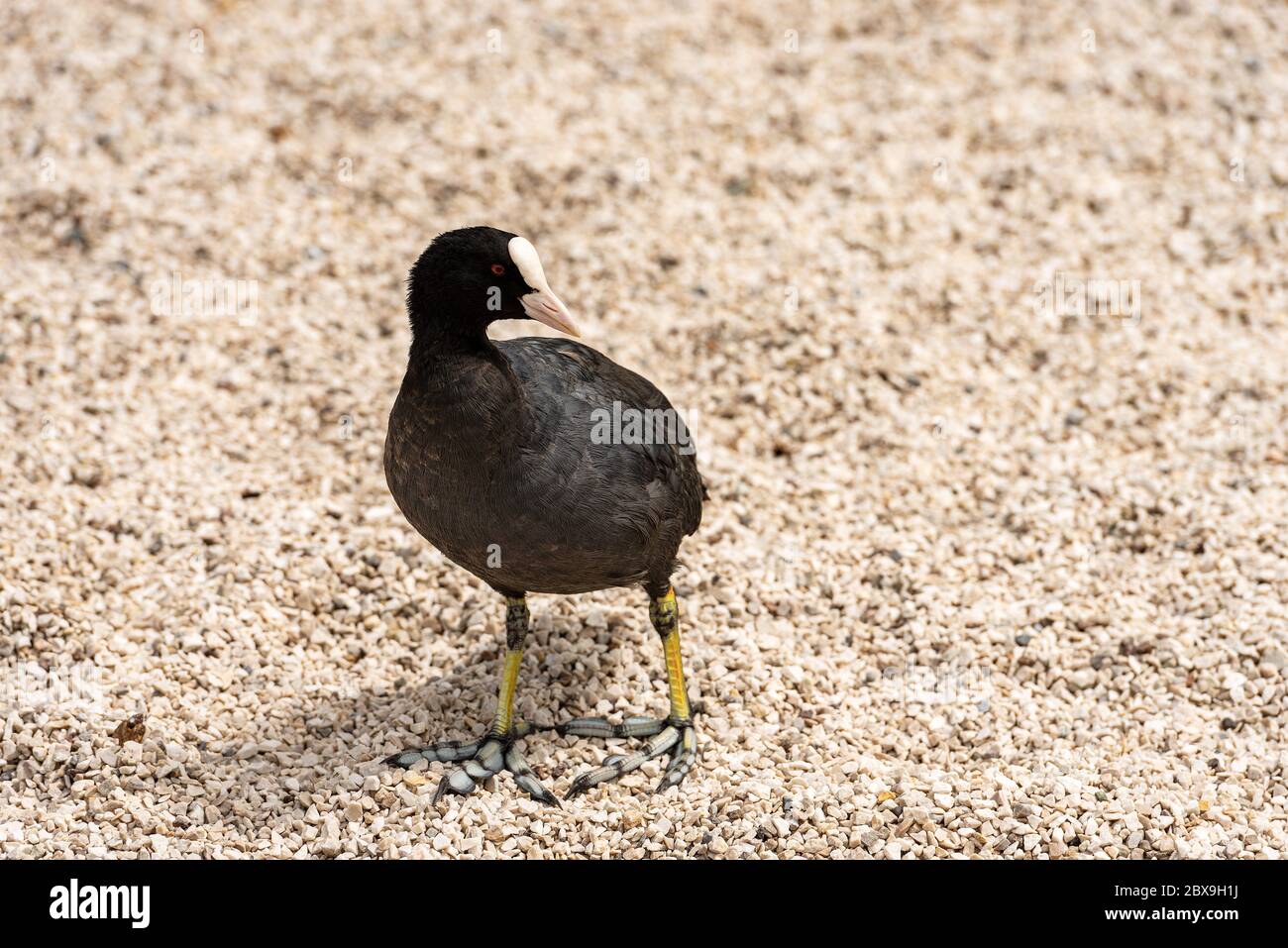 Webbed foot bird hi-res stock photography and images - Alamy