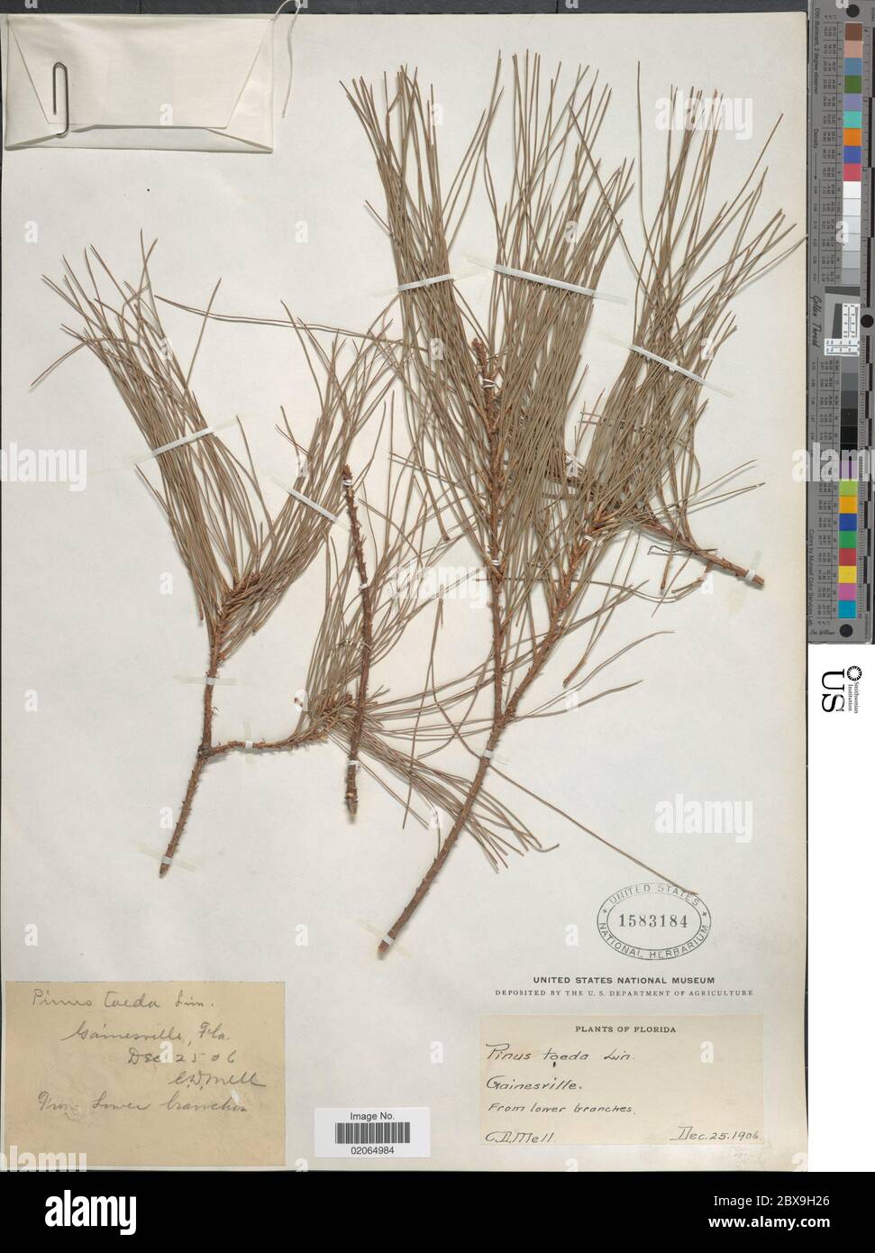 Pinus taeda l hi-res stock photography and images - Alamy