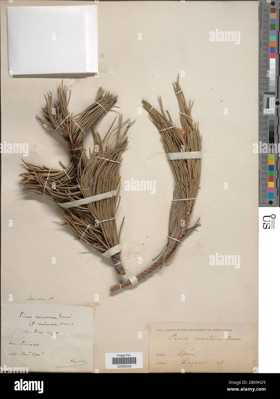 Pinus mugo Turra Pinus mugo Turra Stock Photo - Alamy