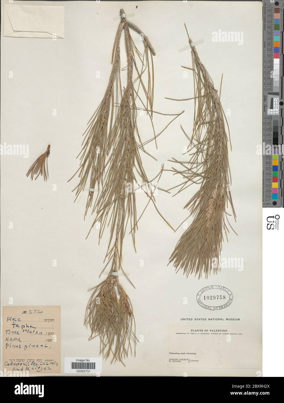 Pinus pinea Pinus pinea Stock Photo - Alamy