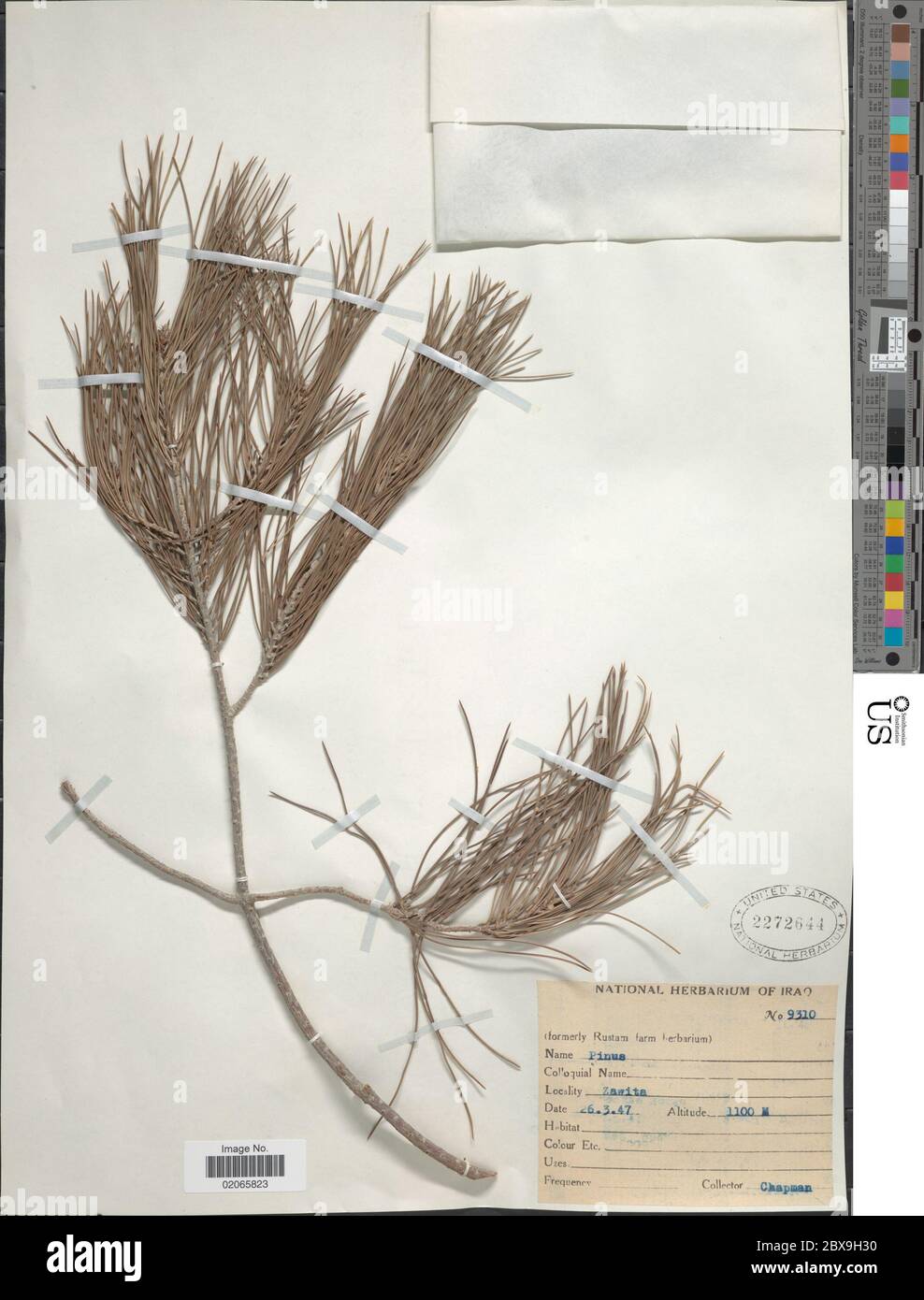 Pinus sp Pinus sp Stock Photo - Alamy