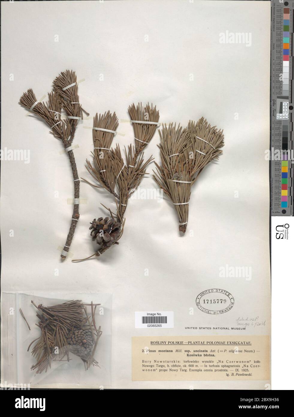 Pinus mugo Turra Pinus mugo Turra Stock Photo - Alamy