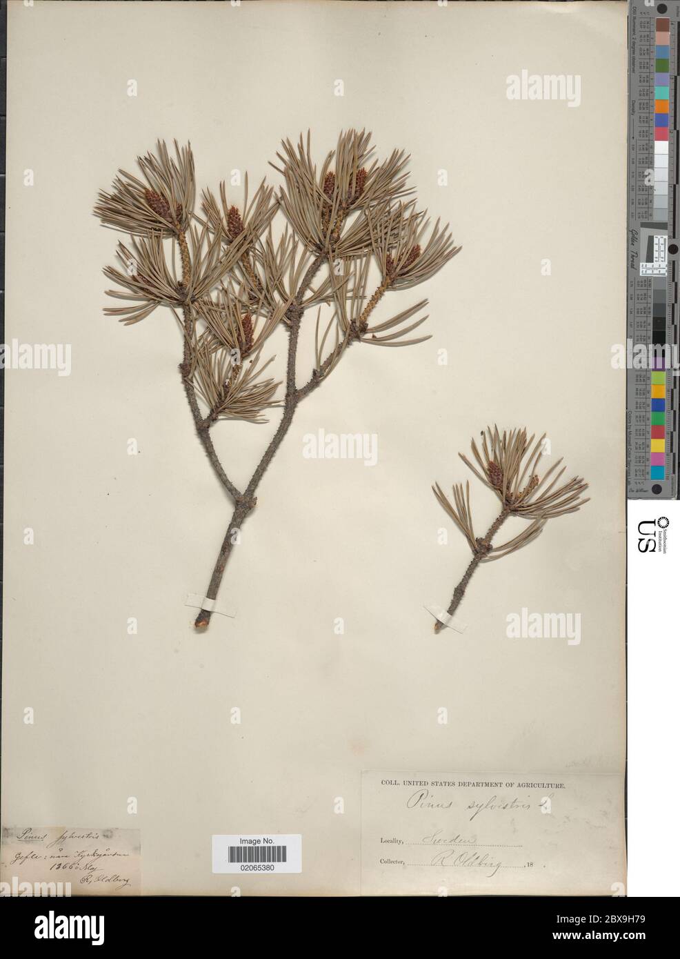 Pinus sylvestris L Pinus sylvestris L Stock Photo - Alamy