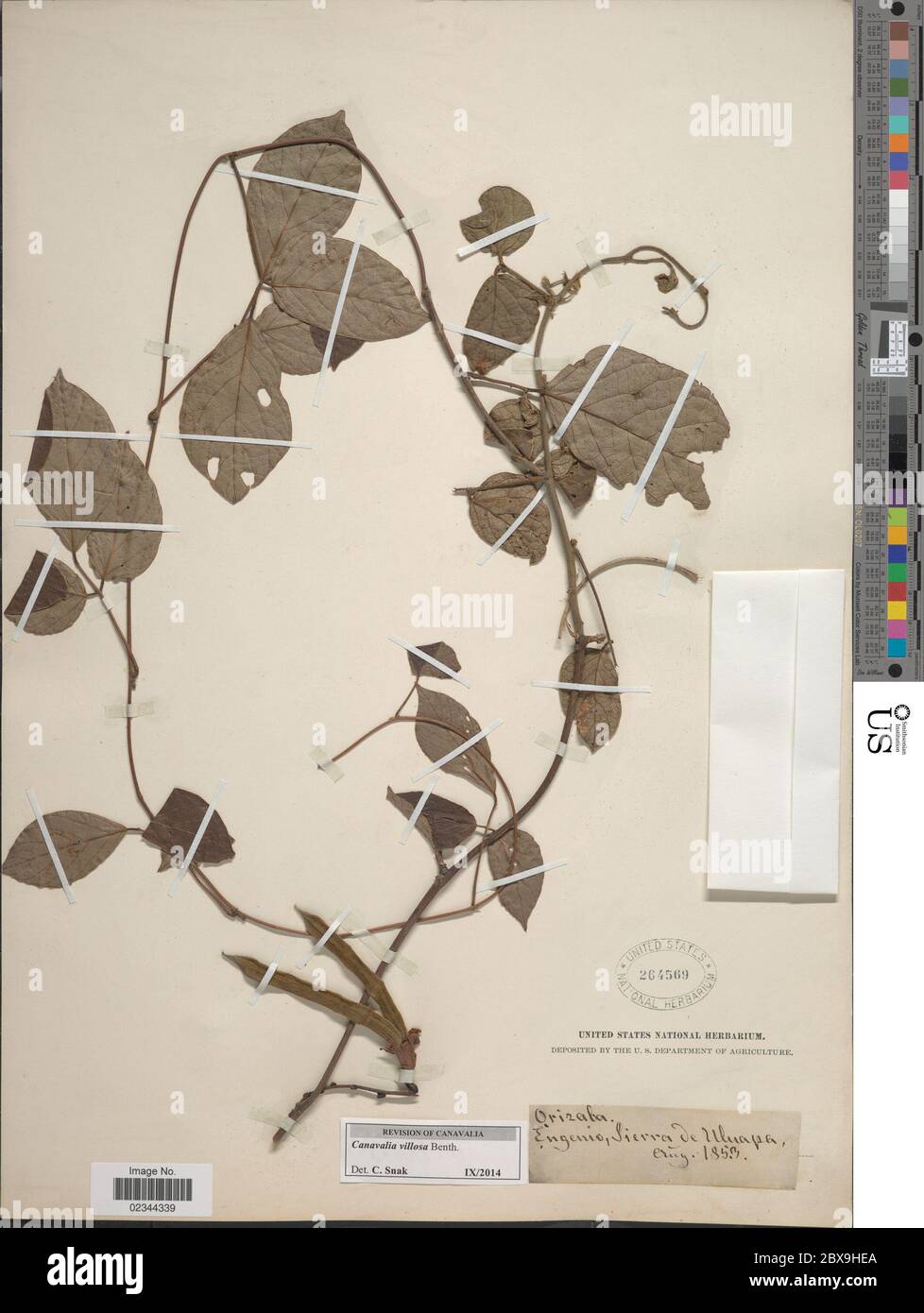 Canavalia villosa Benth Canavalia villosa Benth Stock Photo - Alamy