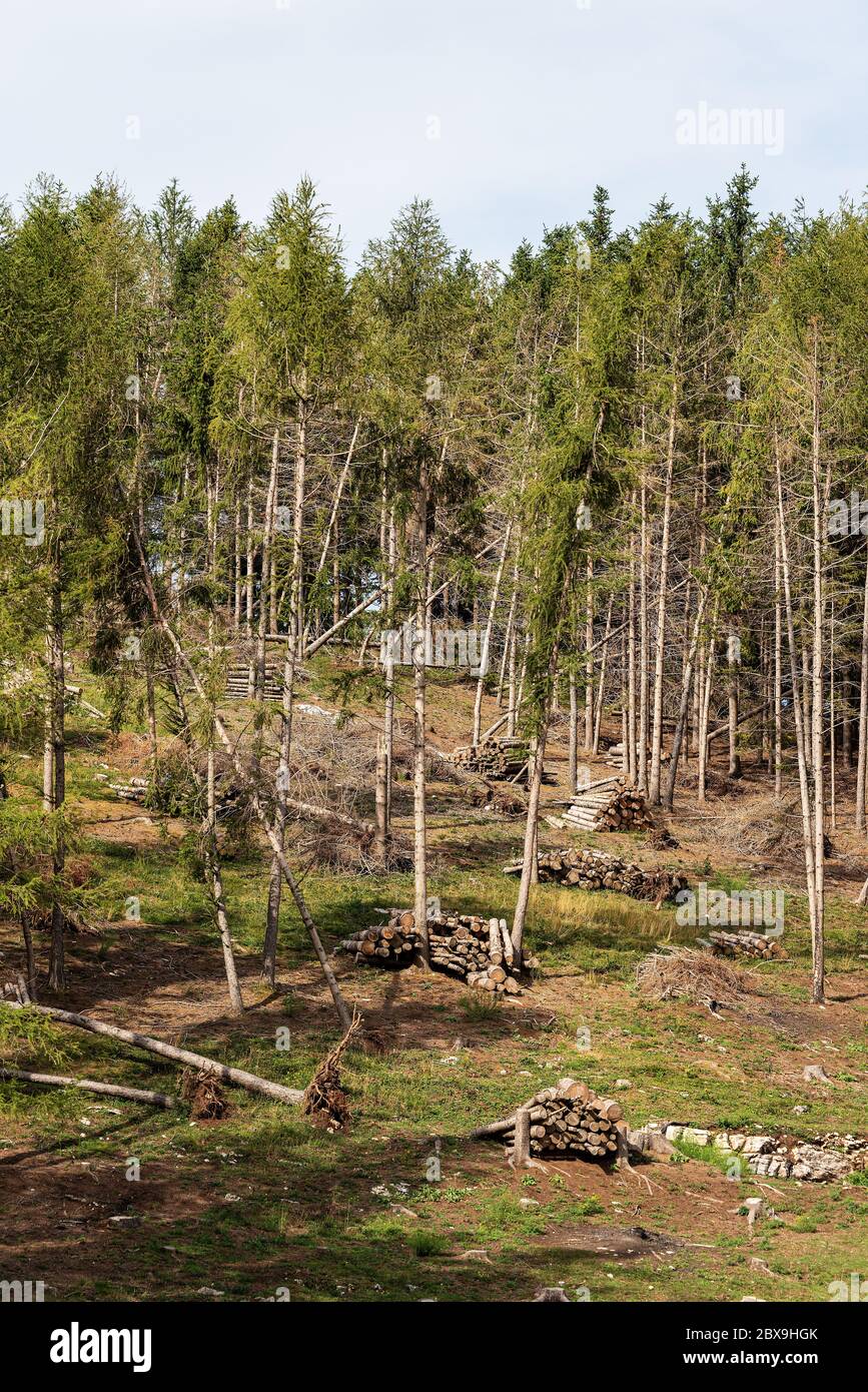 Logging accident hi-res stock photography and images - Alamy