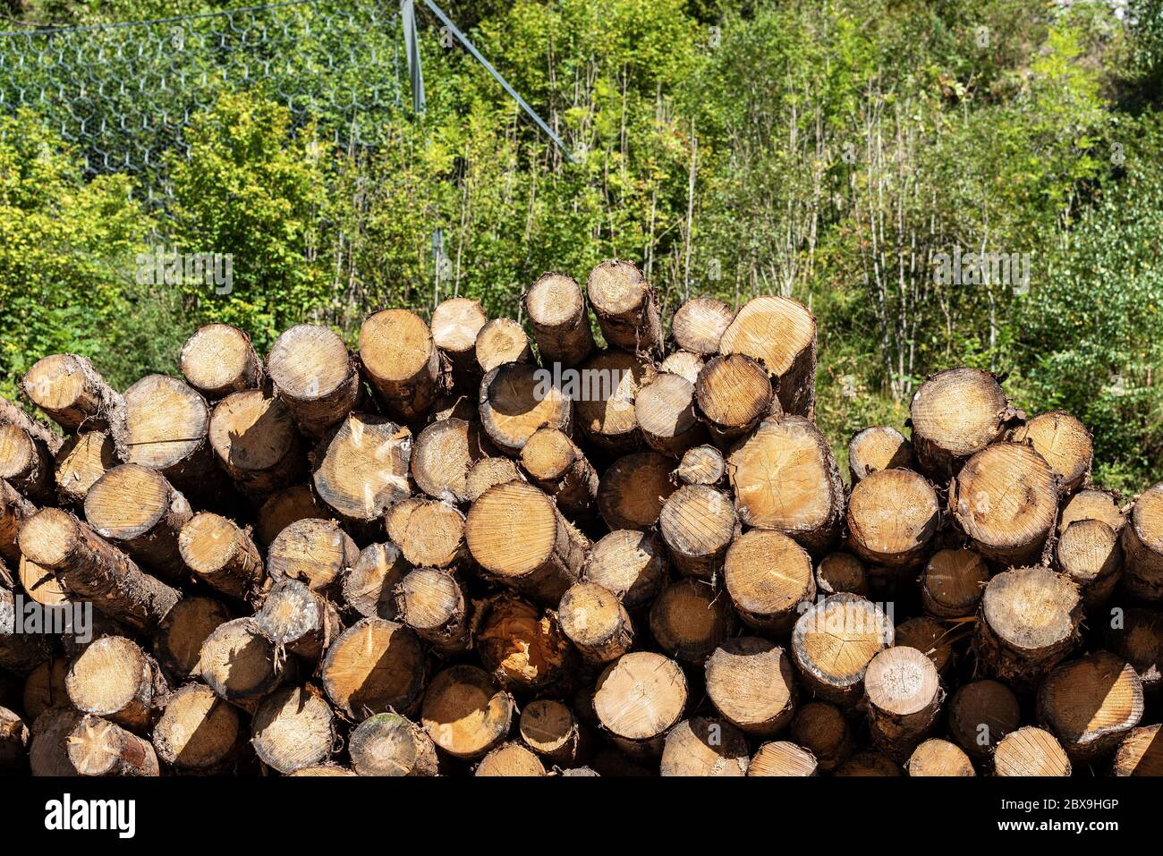 Pinewood pinewood pinewood pinewood trunks hi-res stock photography and ...
