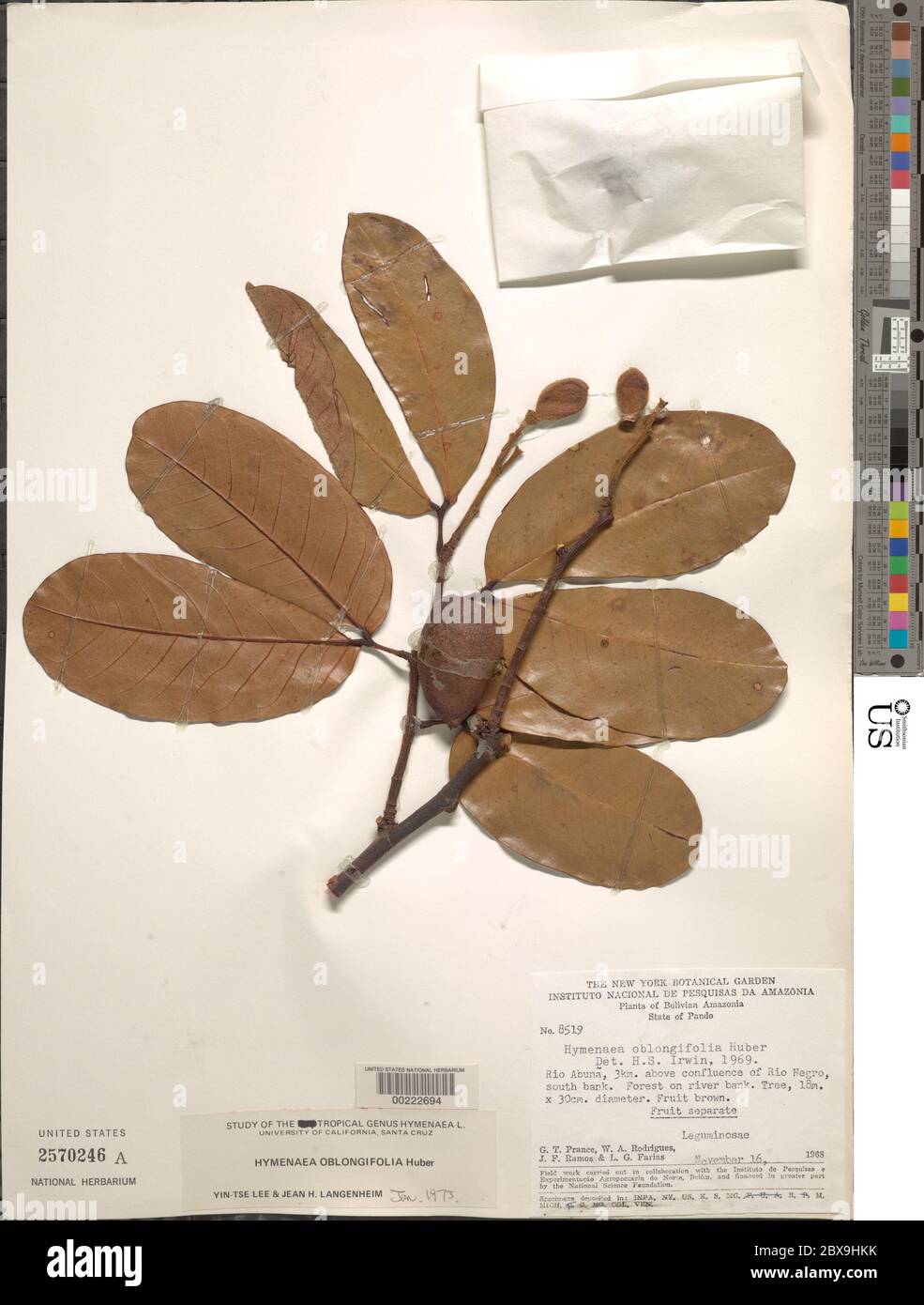 Hymenaea oblongifolia Huber Hymenaea oblongifolia Huber Stock Photo - Alamy