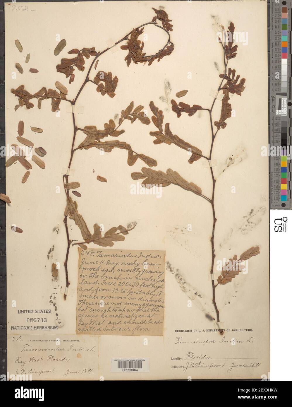 Tamarindus indica L Tamarindus indica L Stock Photo - Alamy