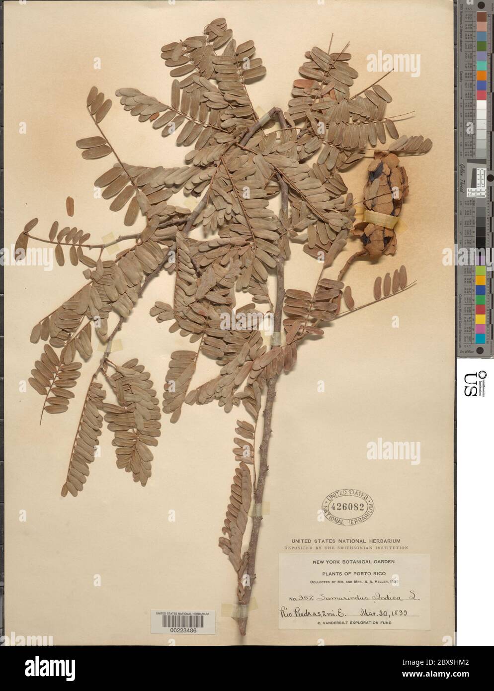 Tamarind fruit tree tamarindus indica hi-res stock photography and ...