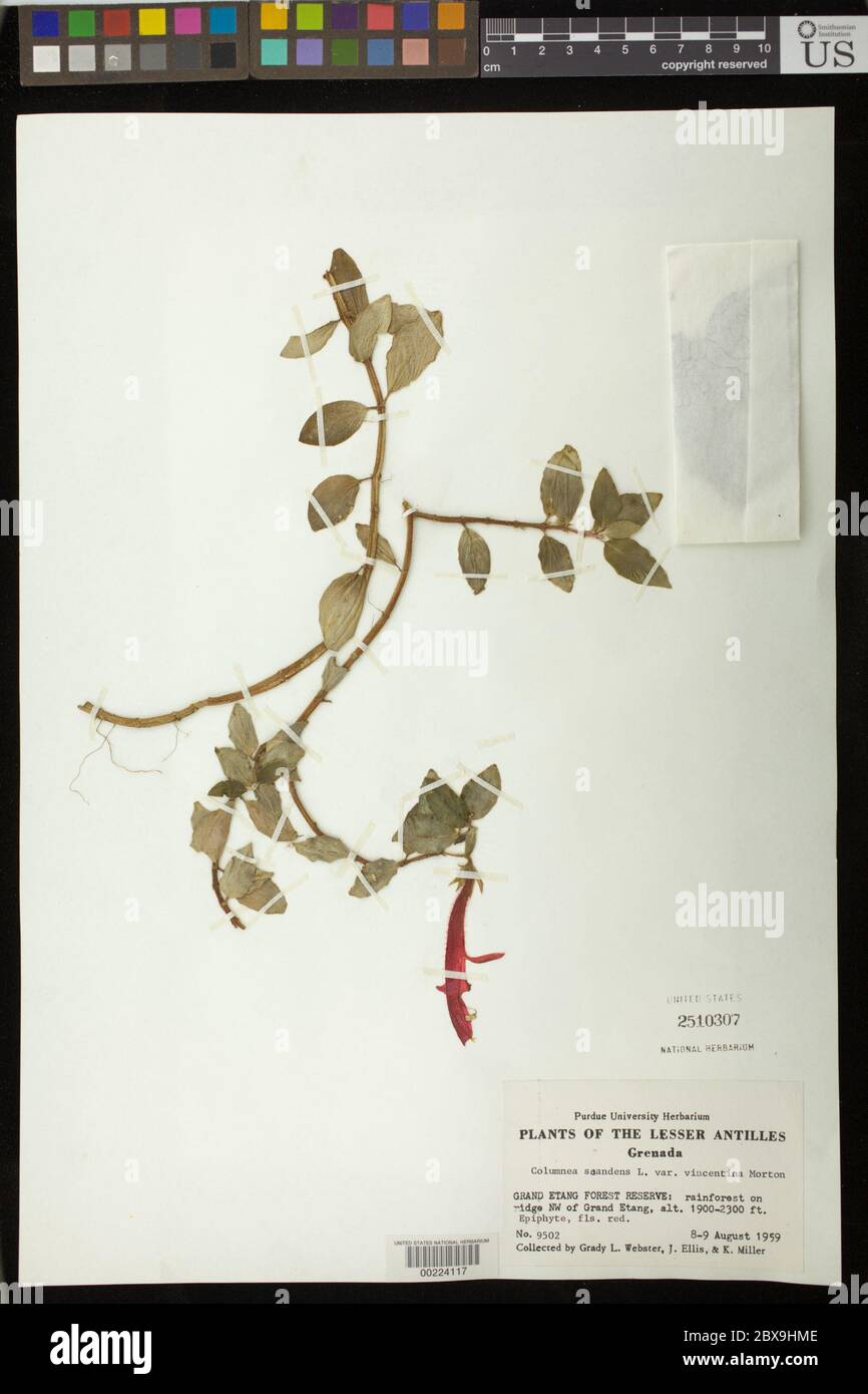 Columnea scandens hi-res stock photography and images - Alamy
