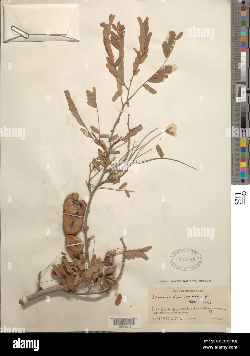 Tamarindus indica L Tamarindus indica L Stock Photo - Alamy