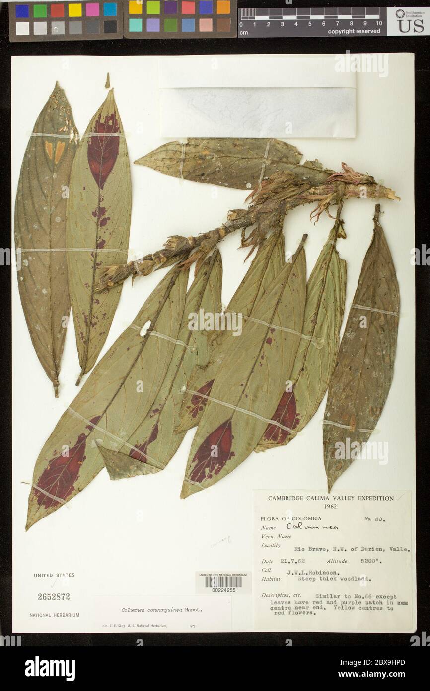 Columnea consanguinea Hanst var consanguinea Columnea consanguinea ...