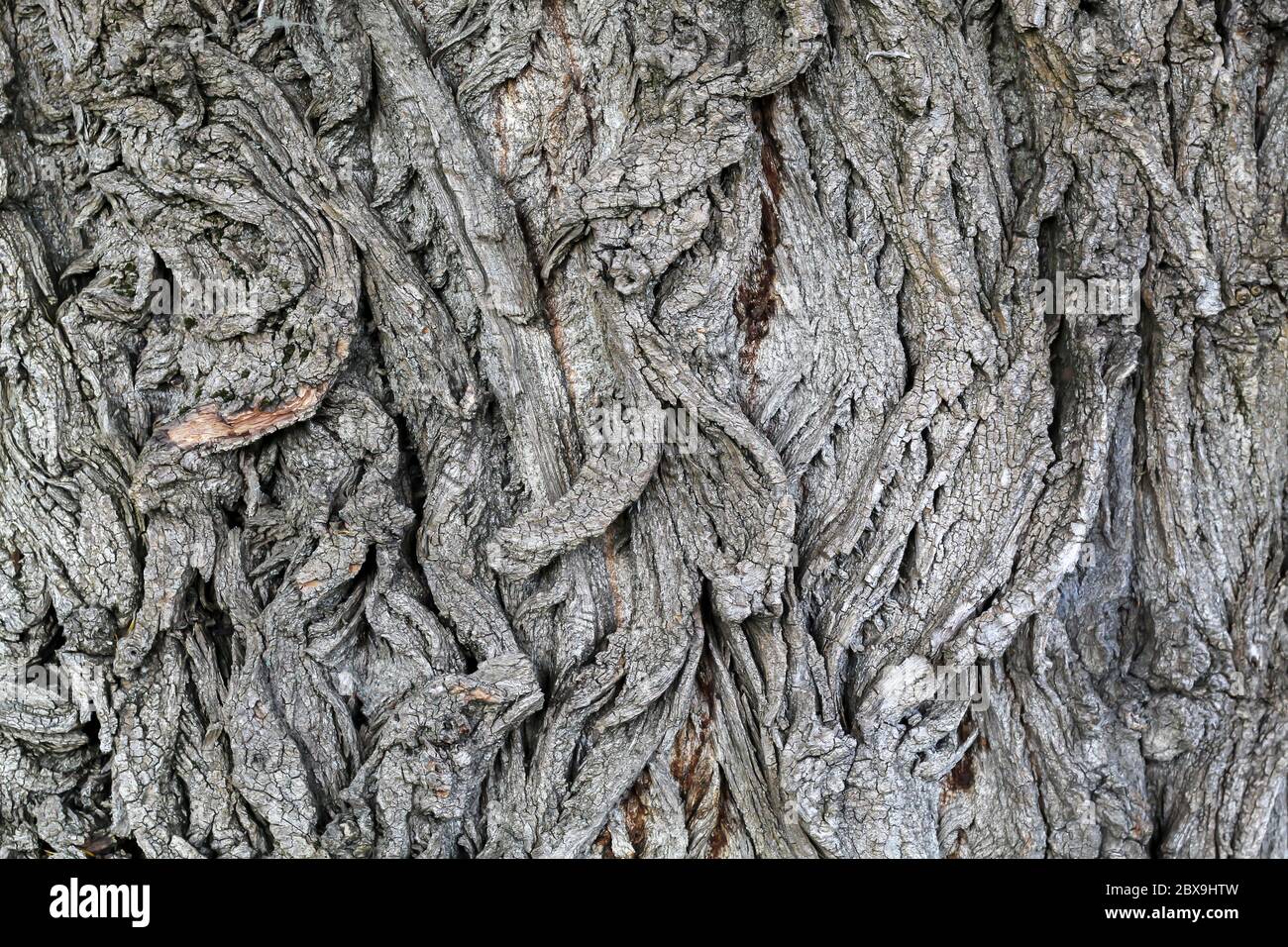 Tree Bark Texture Close Up Stock Photo - Alamy