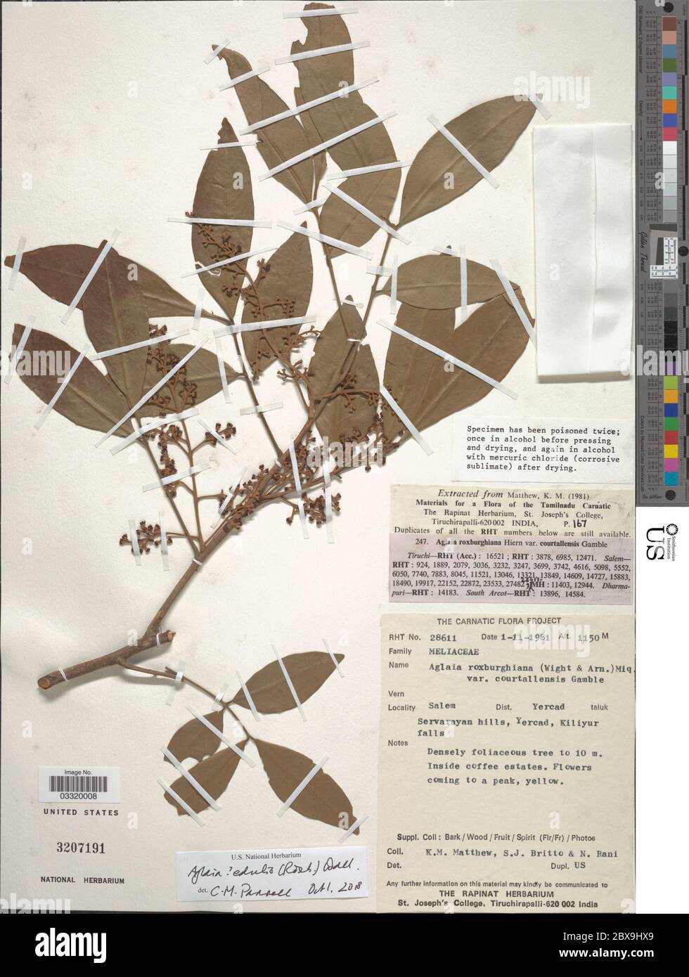 Aglaia edulis Roxb Wall Aglaia edulis Roxb Wall Stock Photo - Alamy