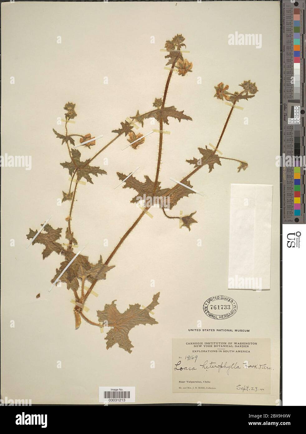 Loasa heterophylla Hook Arn Loasa heterophylla Hook Arn Stock Photo - Alamy