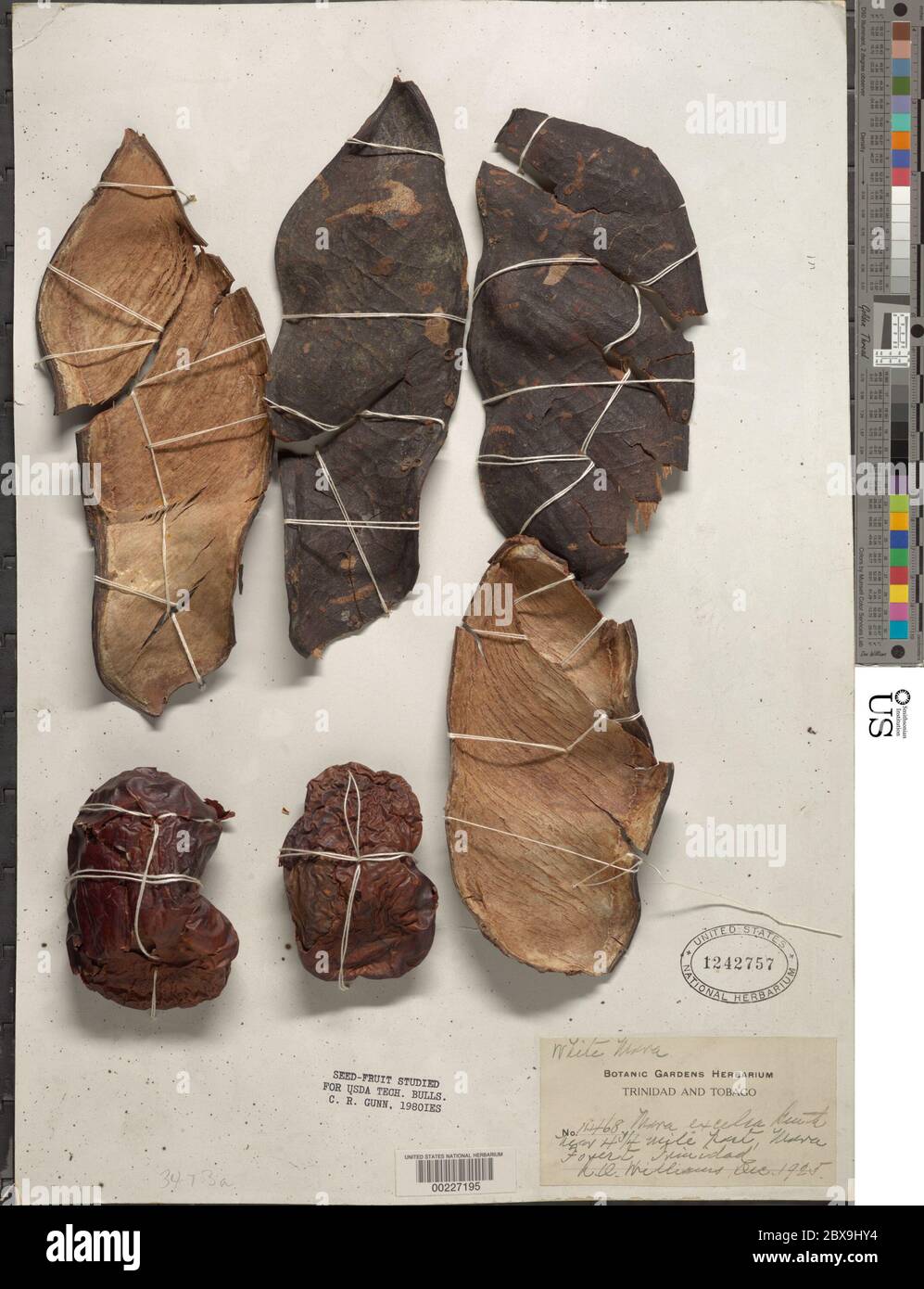 Mora excelsa hi-res stock photography and images - Alamy