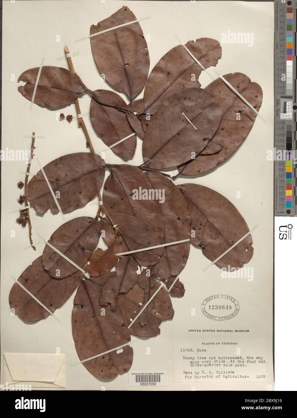 Mora excelsa Benth Mora excelsa Benth Stock Photo - Alamy