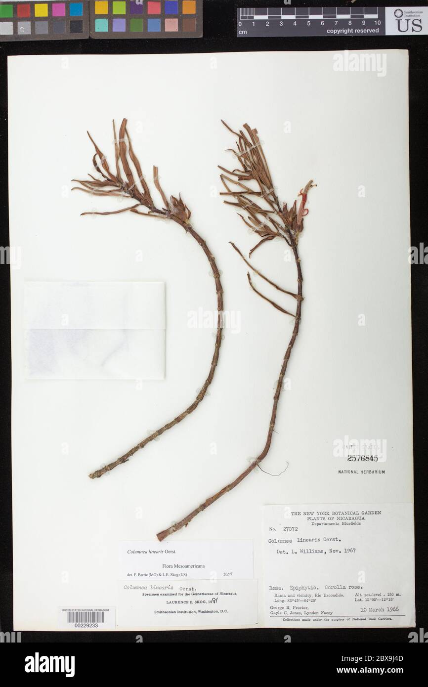 Columnea linearis Oerst Columnea linearis Oerst Stock Photo - Alamy