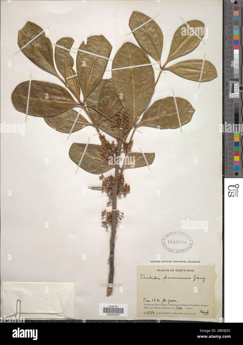 Trichilia havanensis hi-res stock photography and images - Alamy
