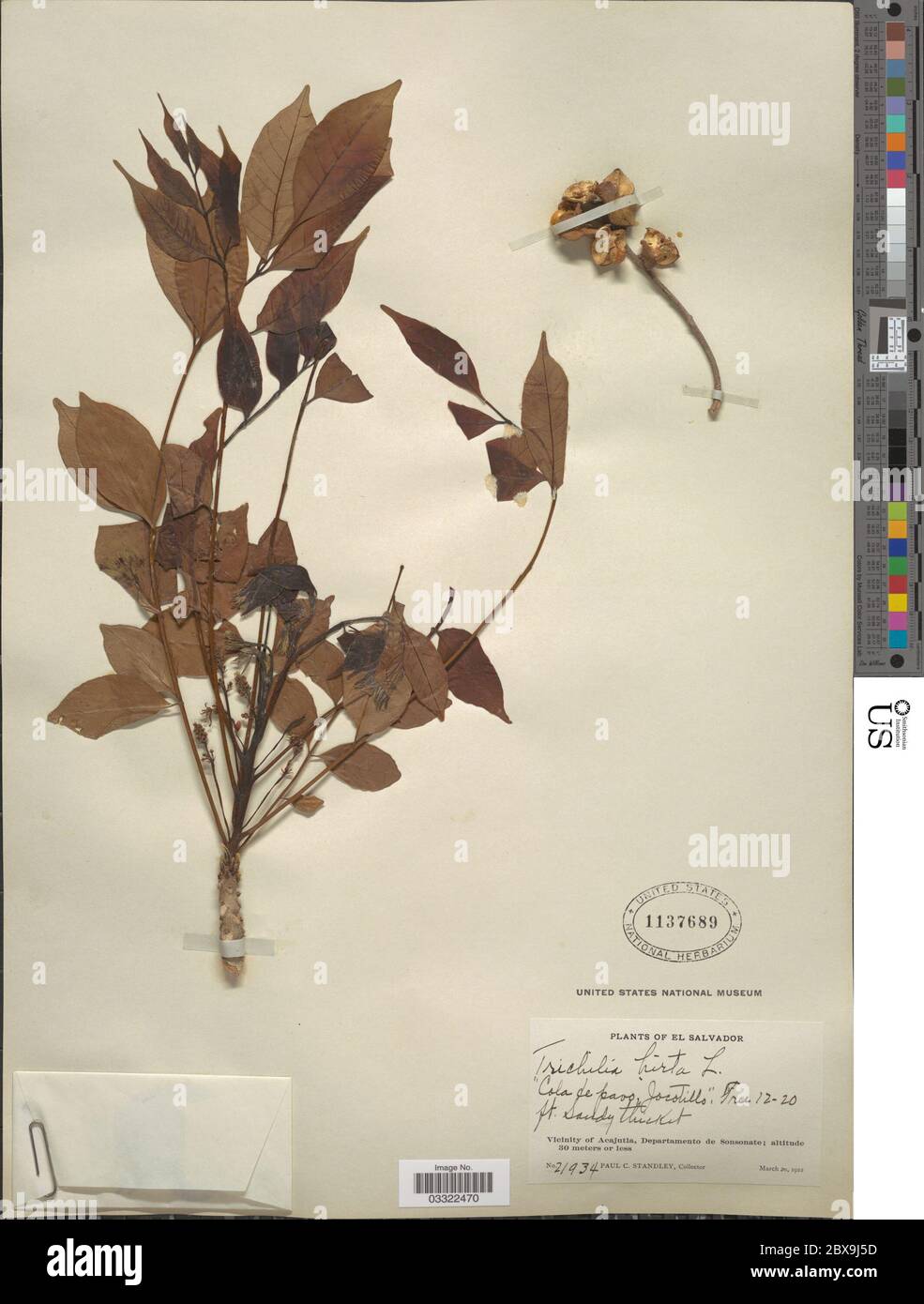 Trichilia species hi-res stock photography and images - Alamy