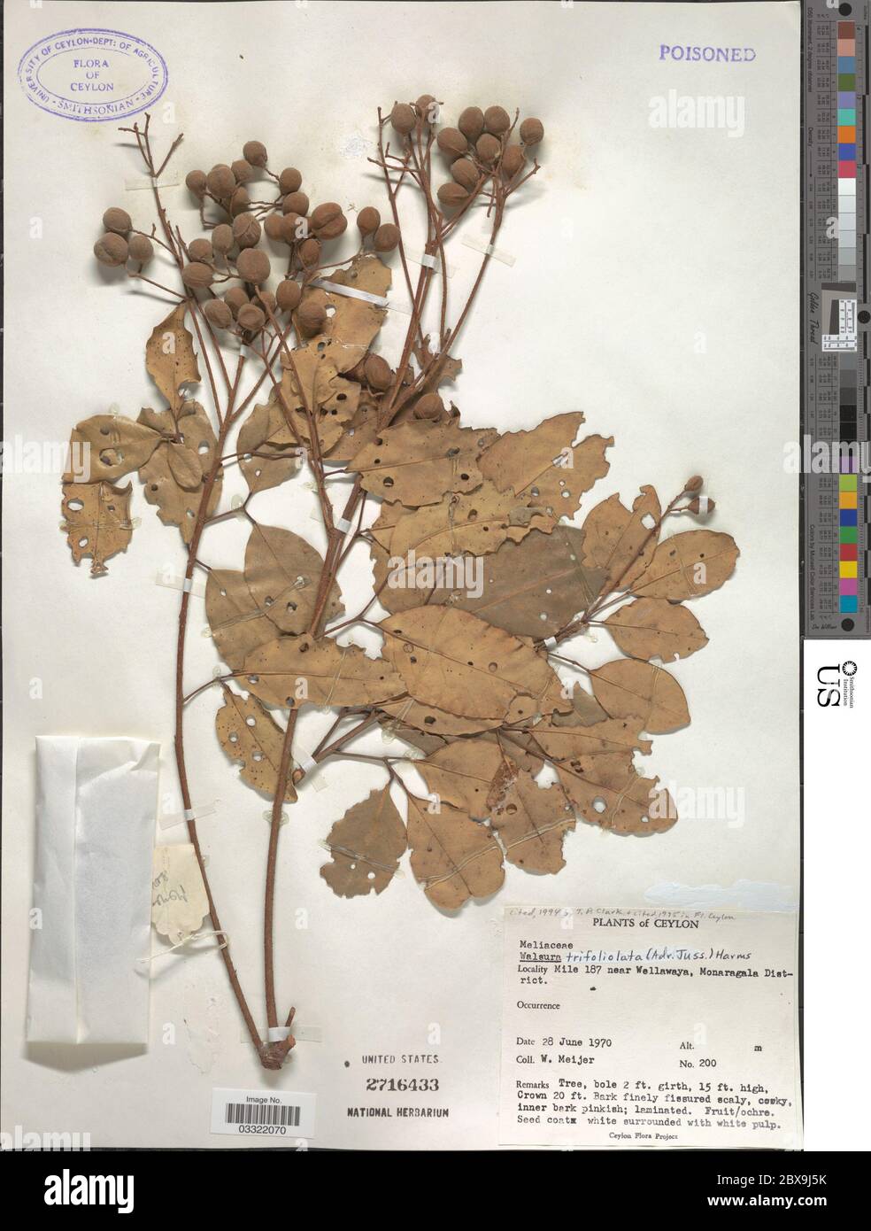 Walsura trifoliolata Walsura trifoliolata Stock Photo - Alamy