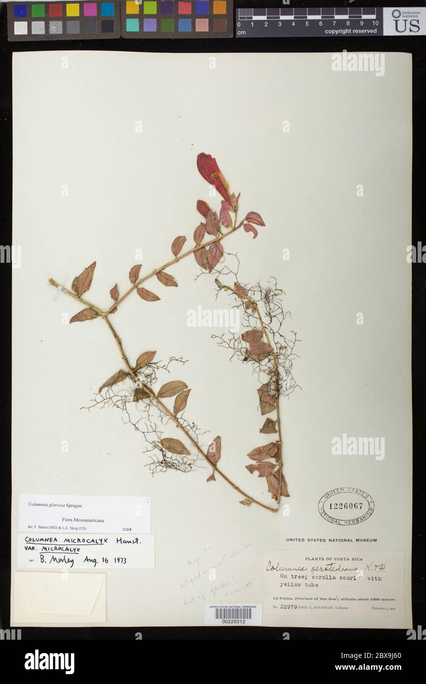 Columnea gloriosa plant hi-res stock photography and images - Alamy