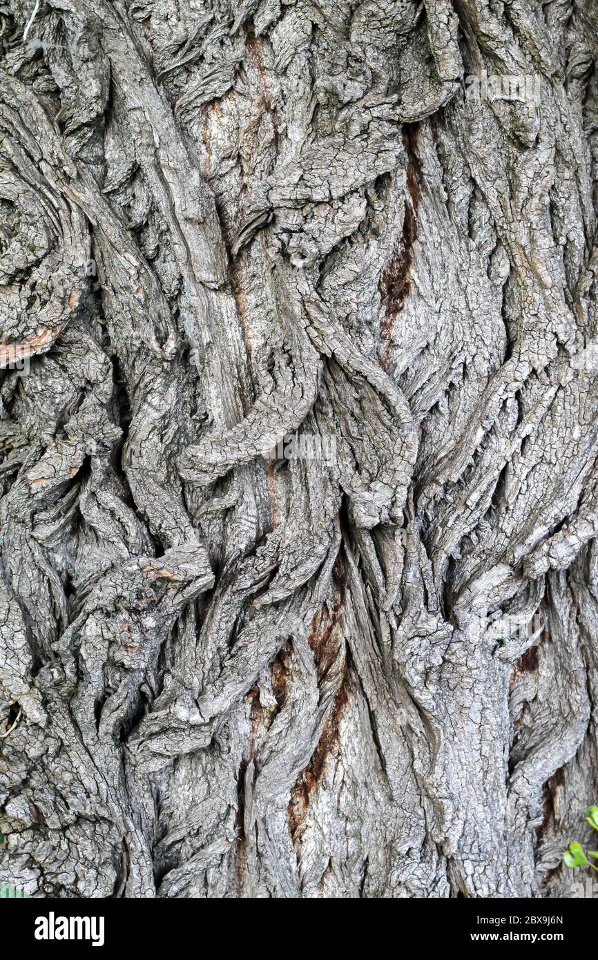 Tree Bark Texture Close Up Stock Photo - Alamy