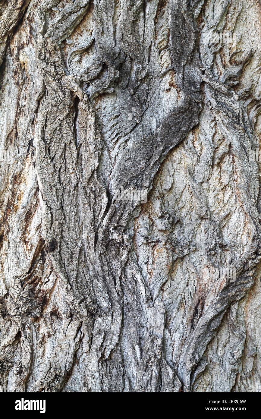 Tree Bark Texture Close Up Stock Photo - Alamy