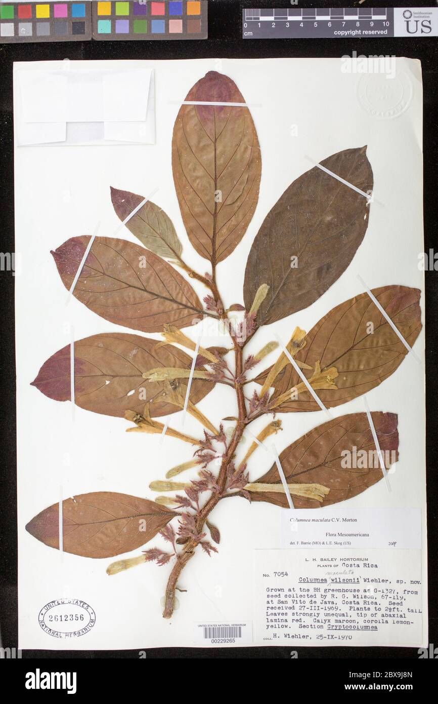 Columnea maculata CV Morton Columnea maculata CV Morton Stock Photo - Alamy