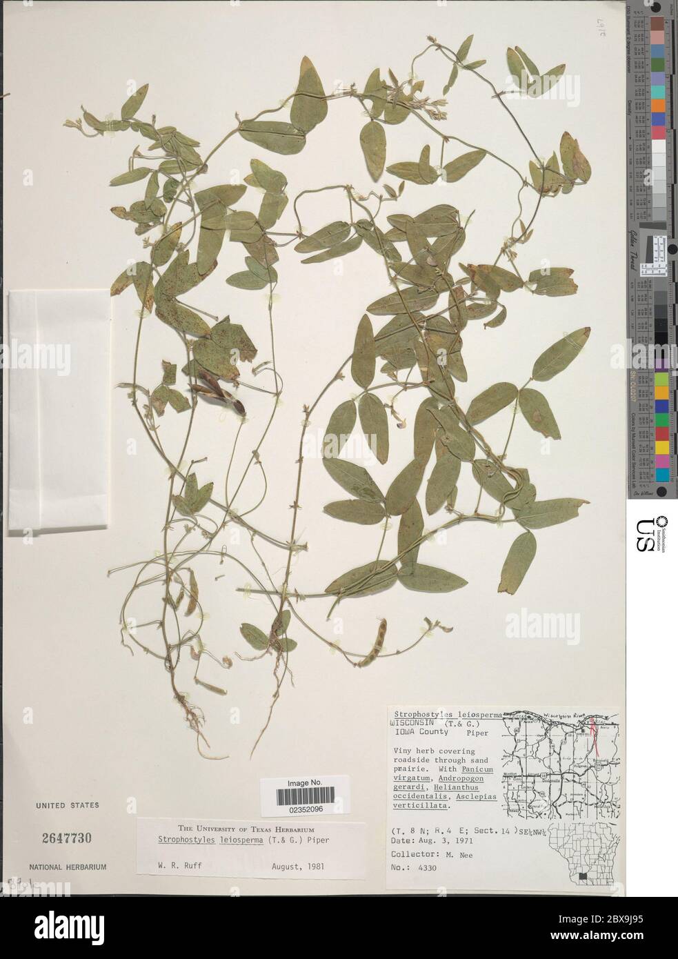 Strophostyles leiosperma Torr A Gray Piper Strophostyles leiosperma ...