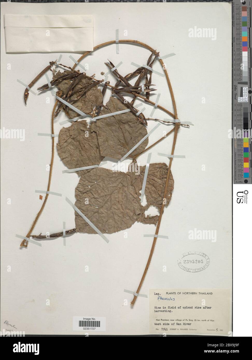 Phaseolus sp Phaseolus sp Stock Photo - Alamy