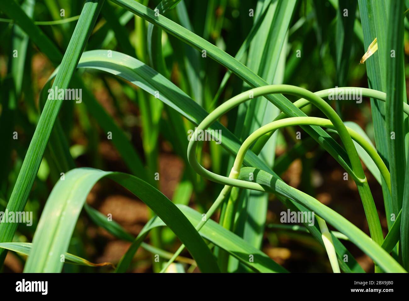 Green garlic scape growing in the garden Stock Photo - Alamy