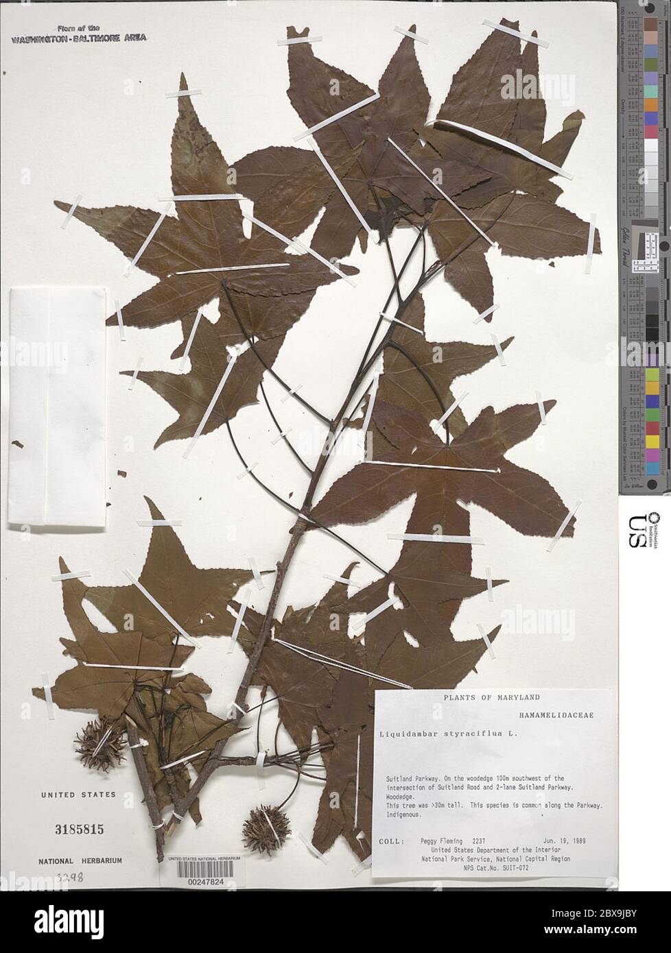 Liquidambar styraciflua L Liquidambar styraciflua L Stock Photo - Alamy