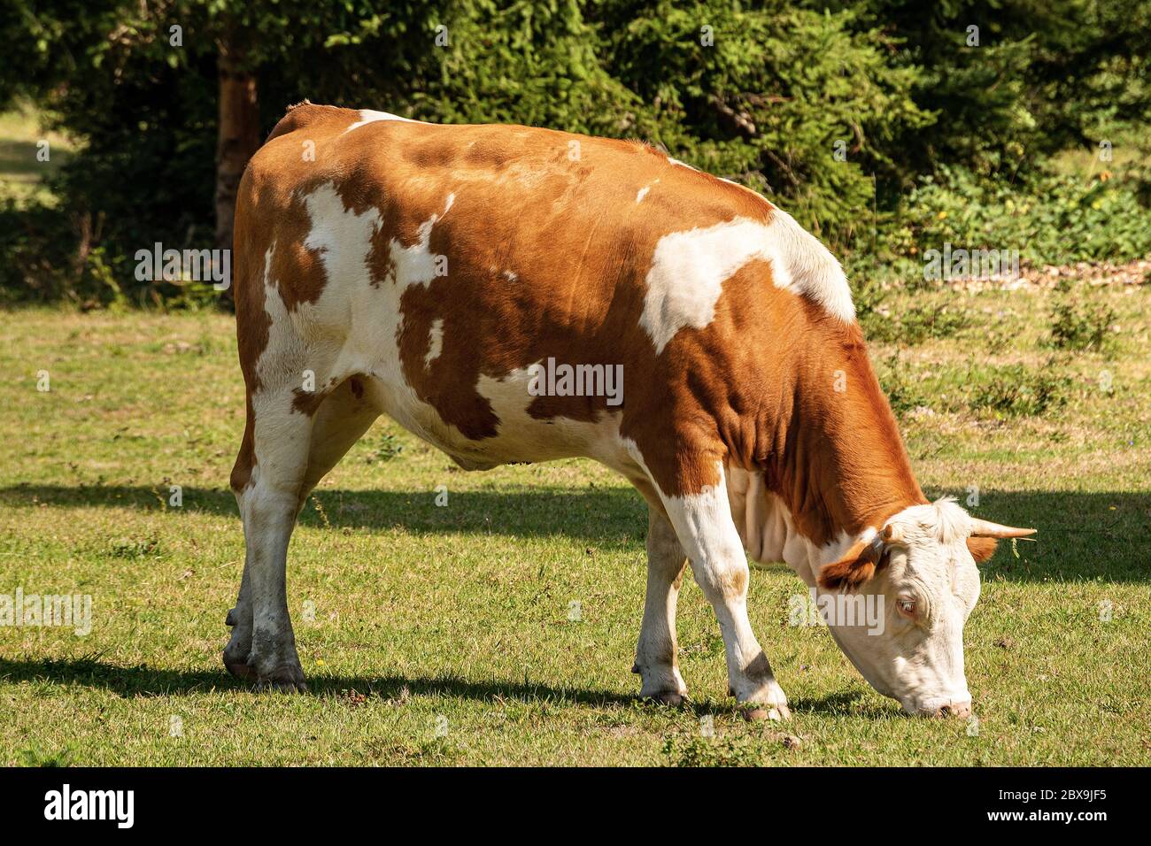 Cow Brown And White