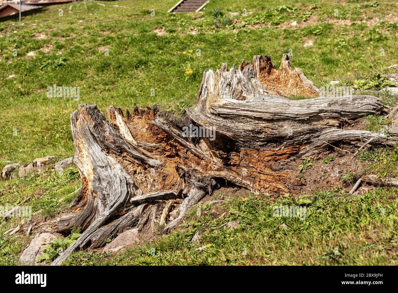 Rotting wooden stump hi-res stock photography and images - Alamy