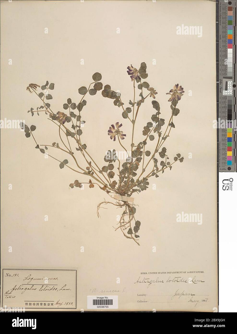 Sinicus hi-res stock photography and images - Alamy