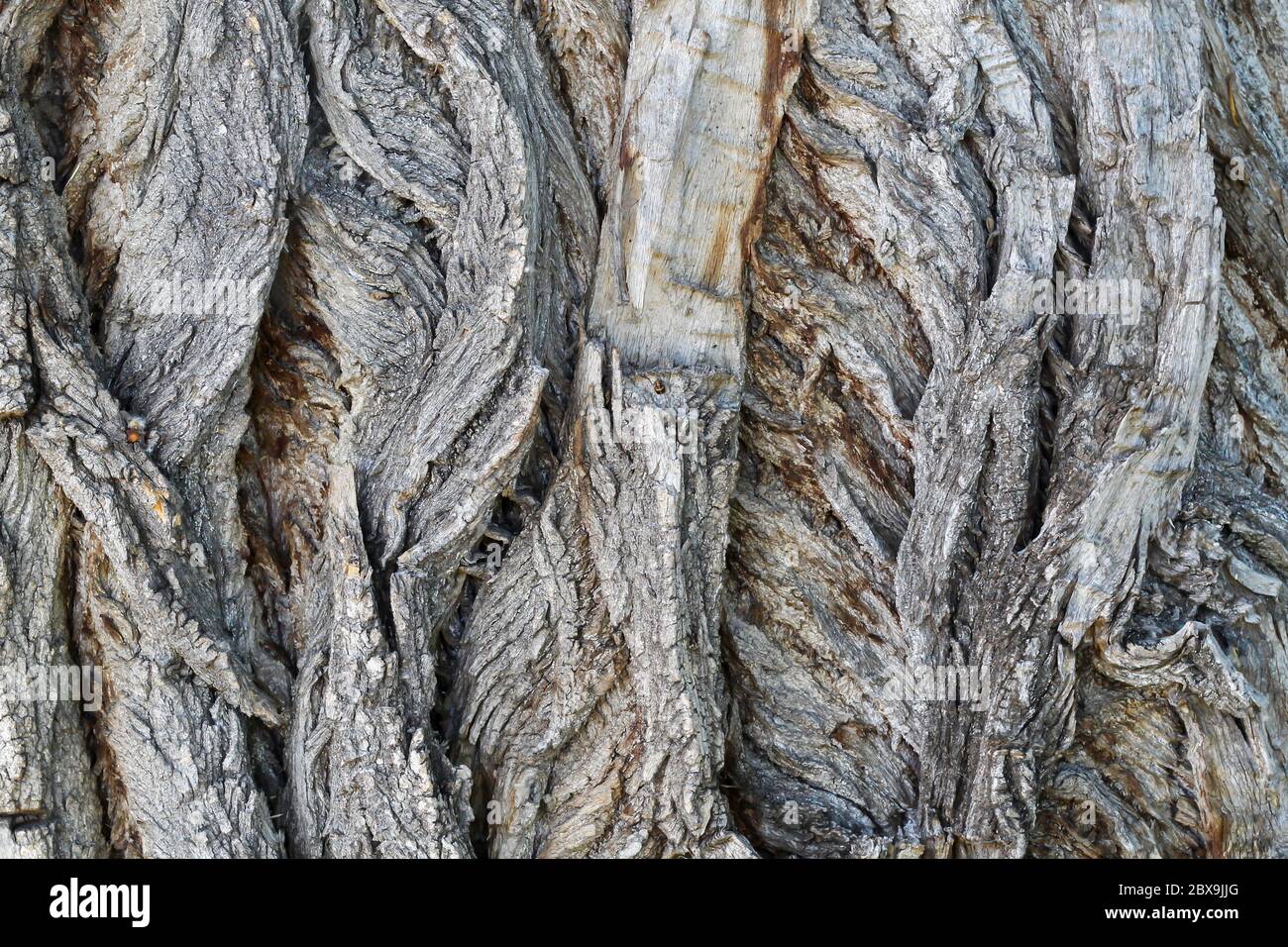 Tree Bark Texture Close Up Stock Photo - Alamy