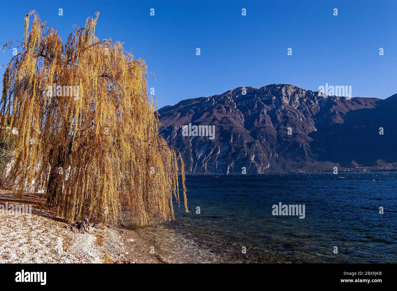 Yellow and orange weeping willow tree (Salix babylonica) in winter ...