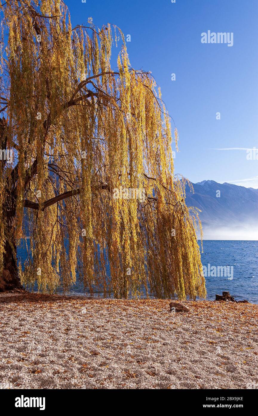 Yellow and orange weeping willow tree (Salix babylonica) in winter ...