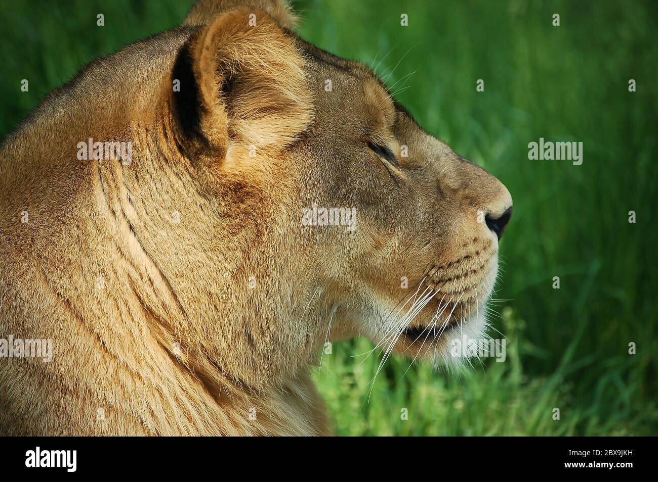 Lioness side profile lying down hi-res stock photography and images - Alamy