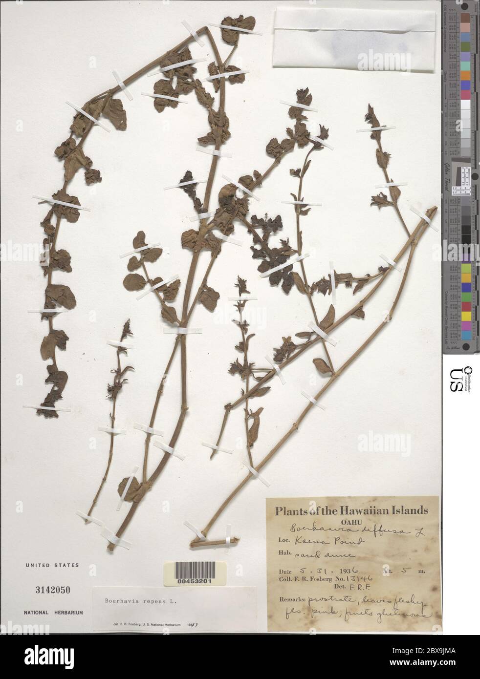 Boerhavia repens L Boerhavia repens L Stock Photo - Alamy