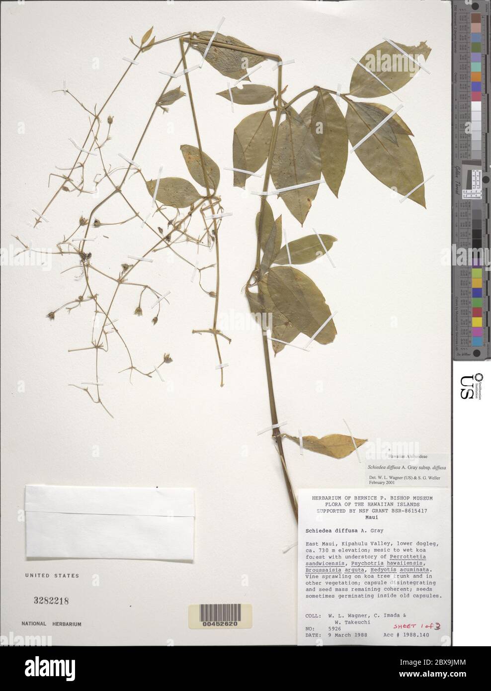 Schiedea hi-res stock photography and images - Alamy