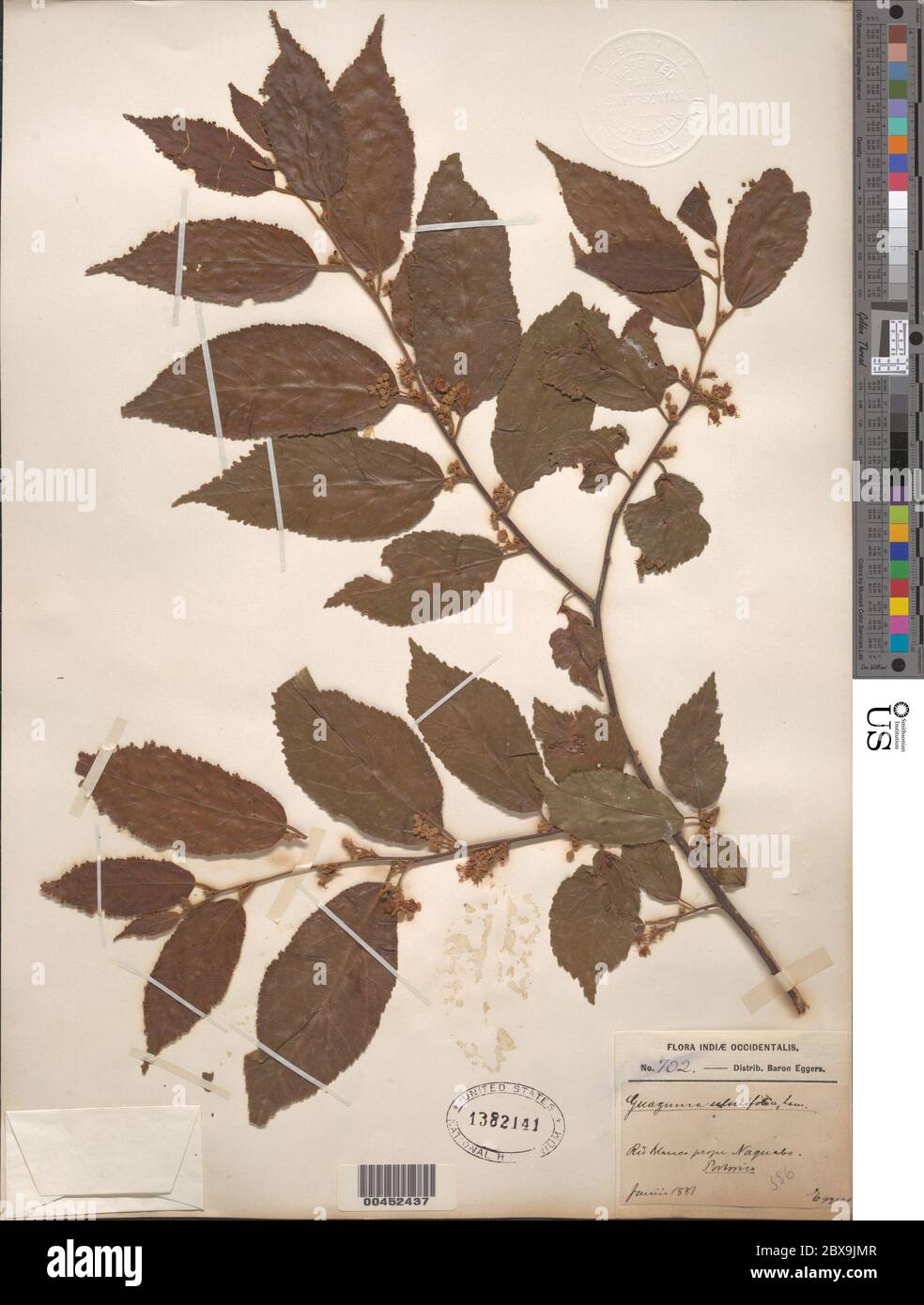 Guazuma ulmifolia Lam Guazuma ulmifolia Lam Stock Photo - Alamy
