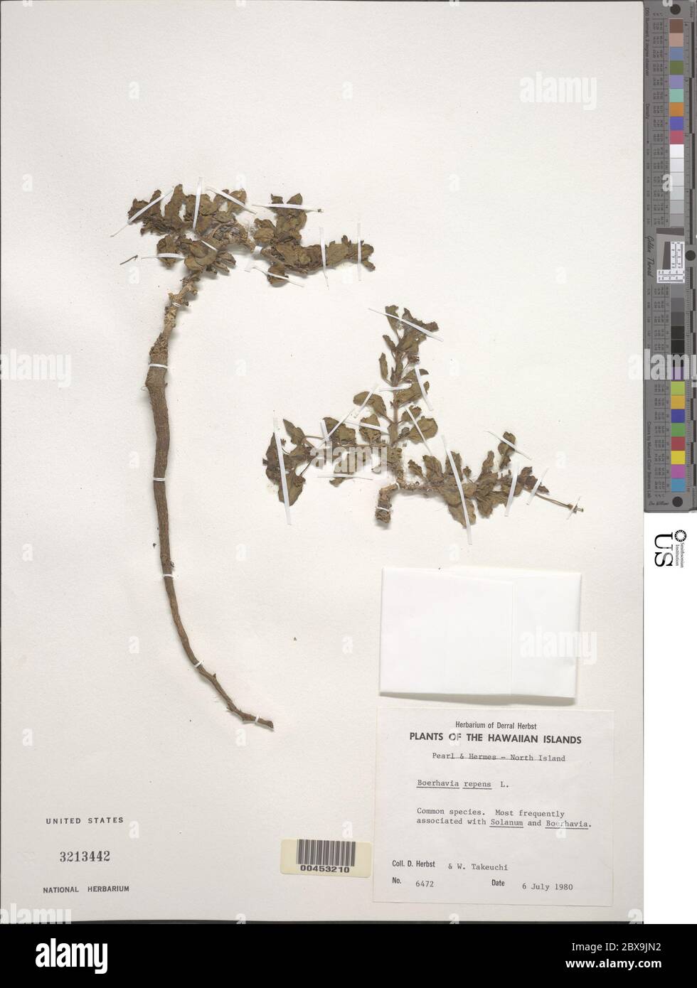 Boerhavia repens hi-res stock photography and images - Alamy